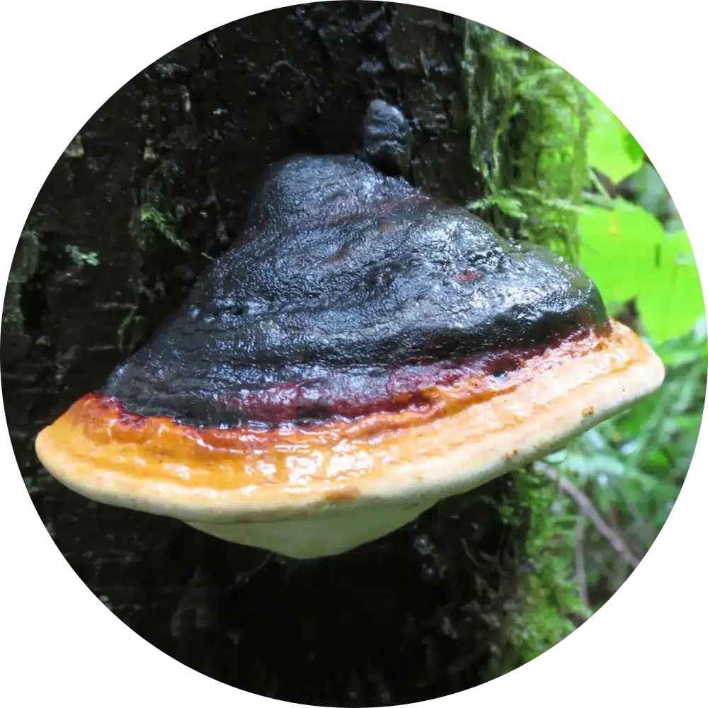 Functional Mushrooms for Dogs - Angela Ardolino