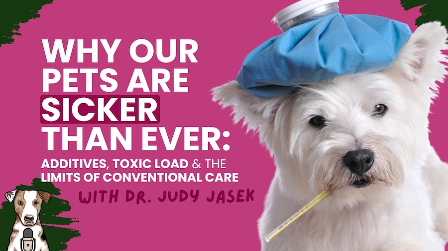 Why Pets Are Sicker Than Ever with Dr. Judy Jasek | Your Natural Dog